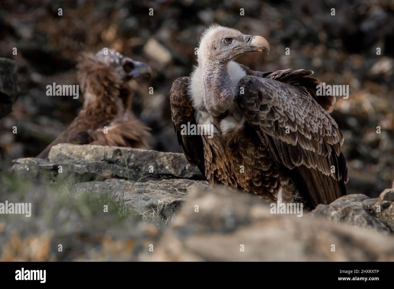 Vulture inside a cage in Wildpark Bad Mergentheim, Germany Stock Photo ...