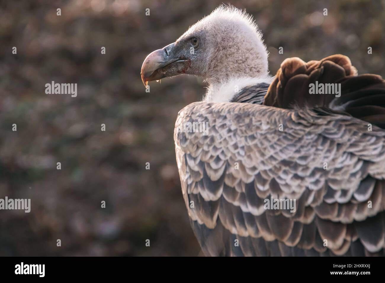 Vulture inside a cage in Wildpark Bad Mergentheim, Germany Stock Photo ...