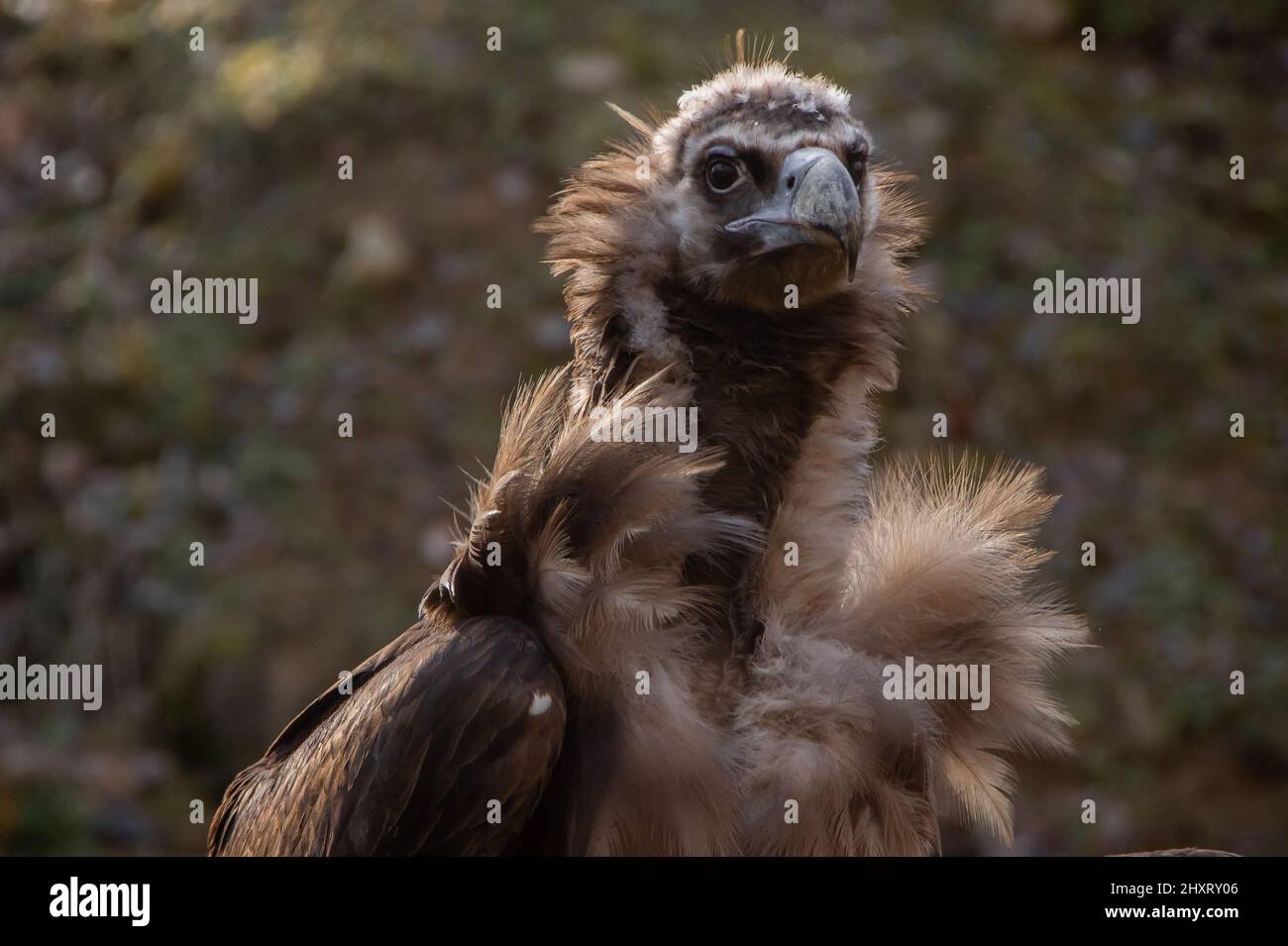 Vulture inside a cage in Wildpark Bad Mergentheim, Germany Stock Photo ...