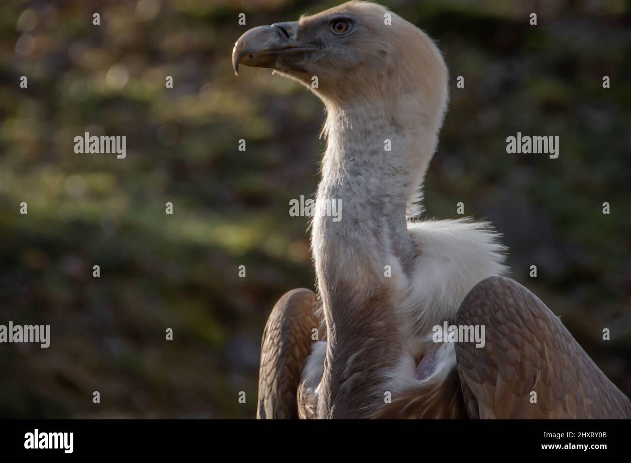 Vulture inside a cage in Wildpark Bad Mergentheim, Germany Stock Photo ...