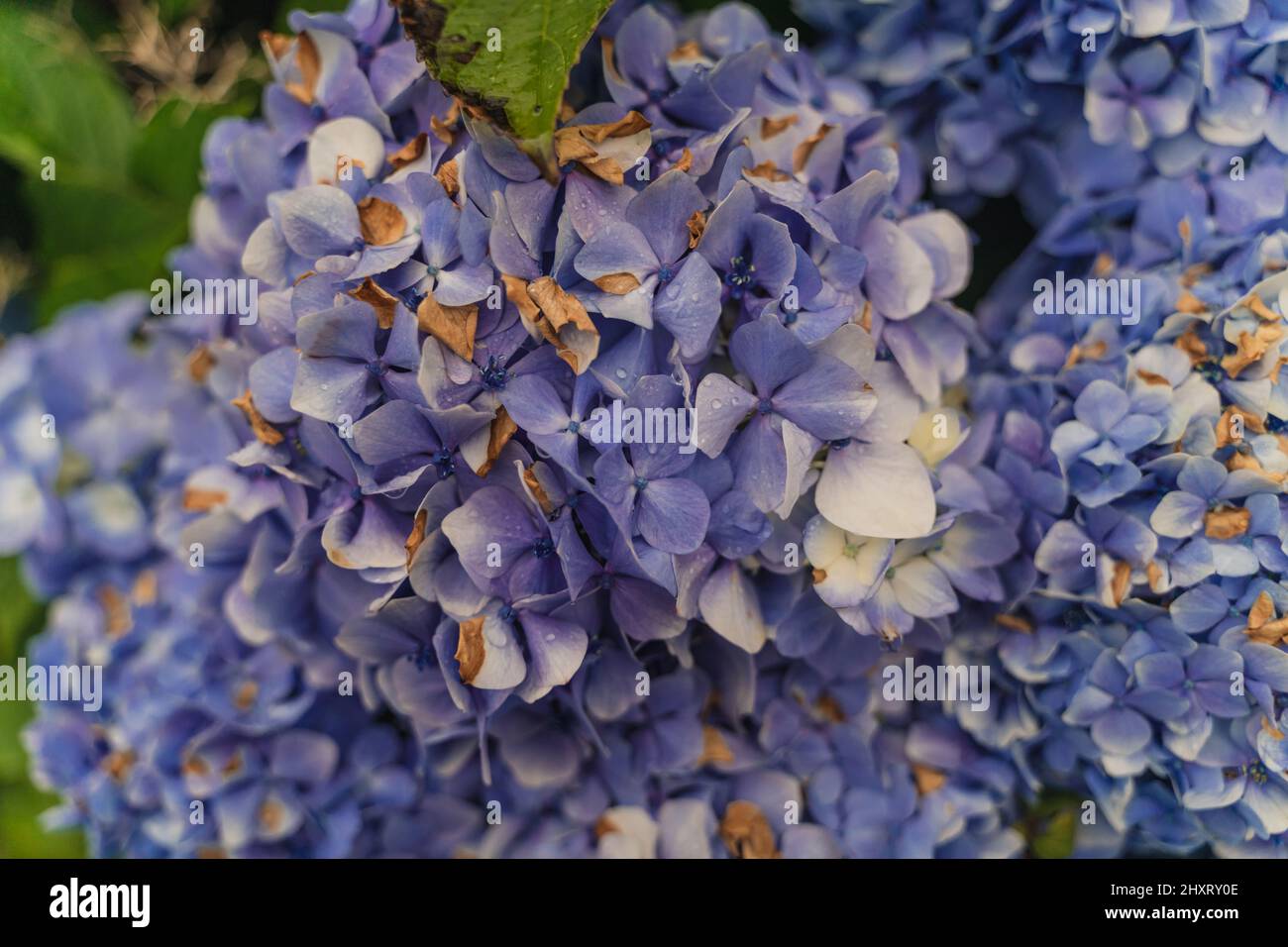 Blooming Hydrangea macrophylla flowers in the garden in Azores ...