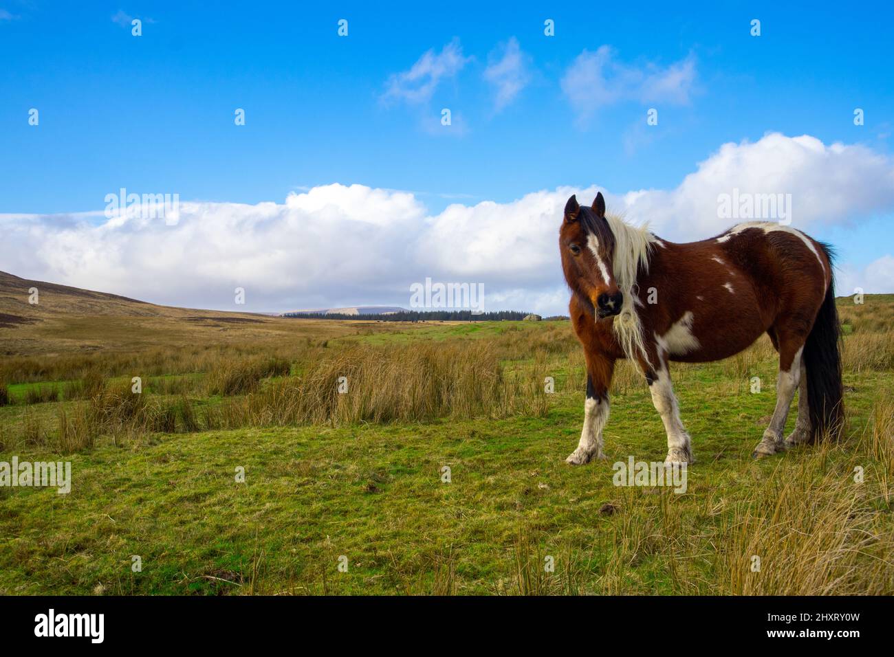 Horse on the pasture field at Trefil Quarry near dukes table in Wales ...