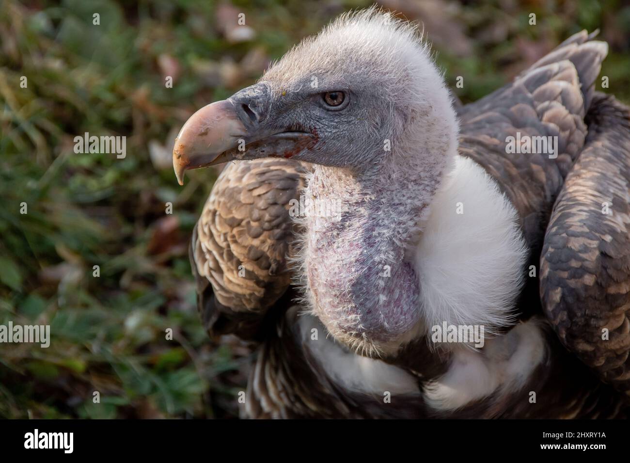 Vulture inside a cage in Wildpark Bad Mergentheim, Germany Stock Photo ...
