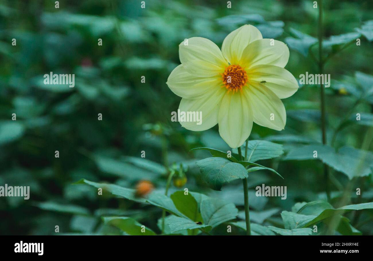 Photo of yellow flower with dew on green background Stock Photo - Alamy