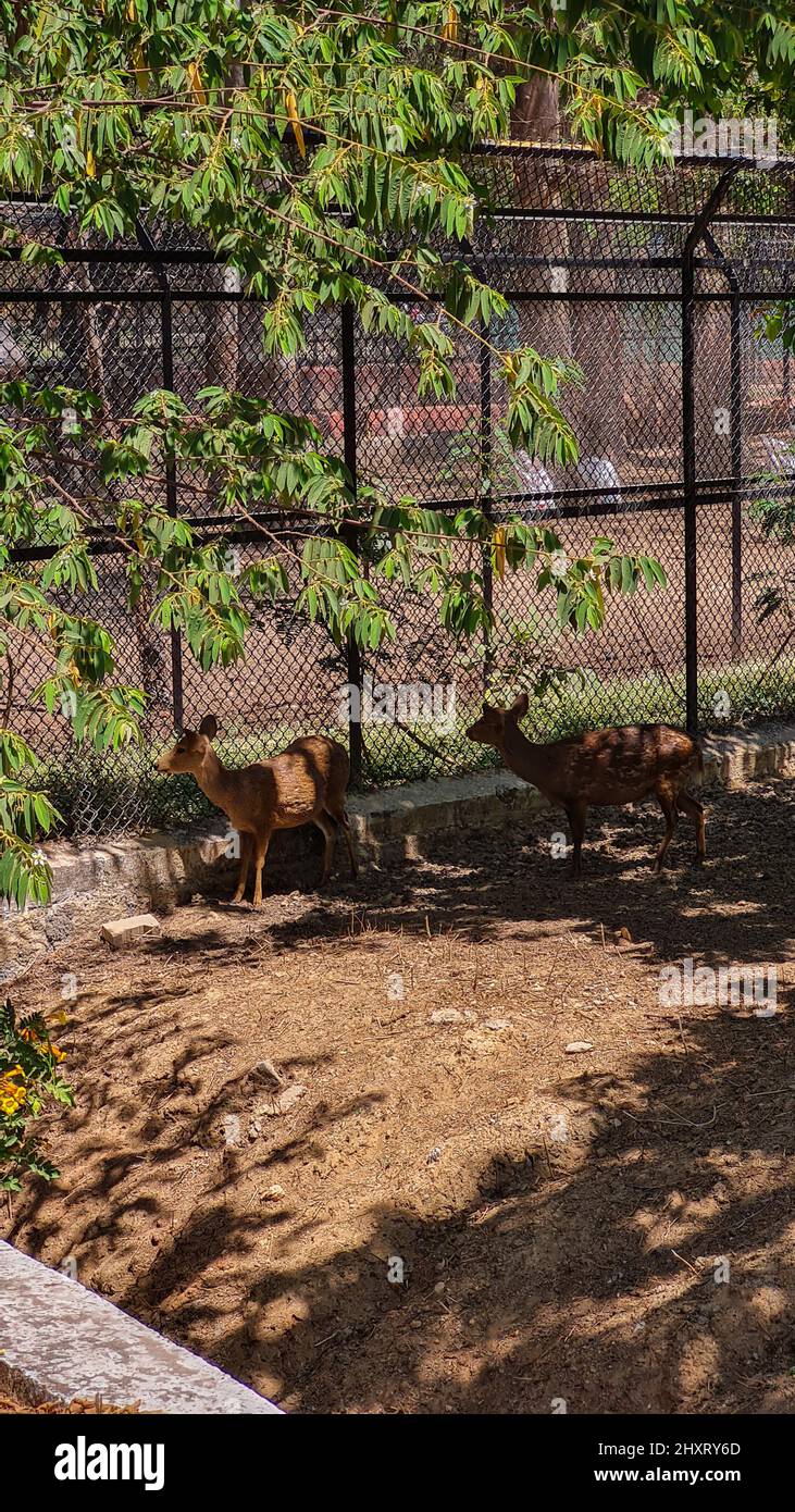 Two brown deer inside the cage Stock Photo - Alamy