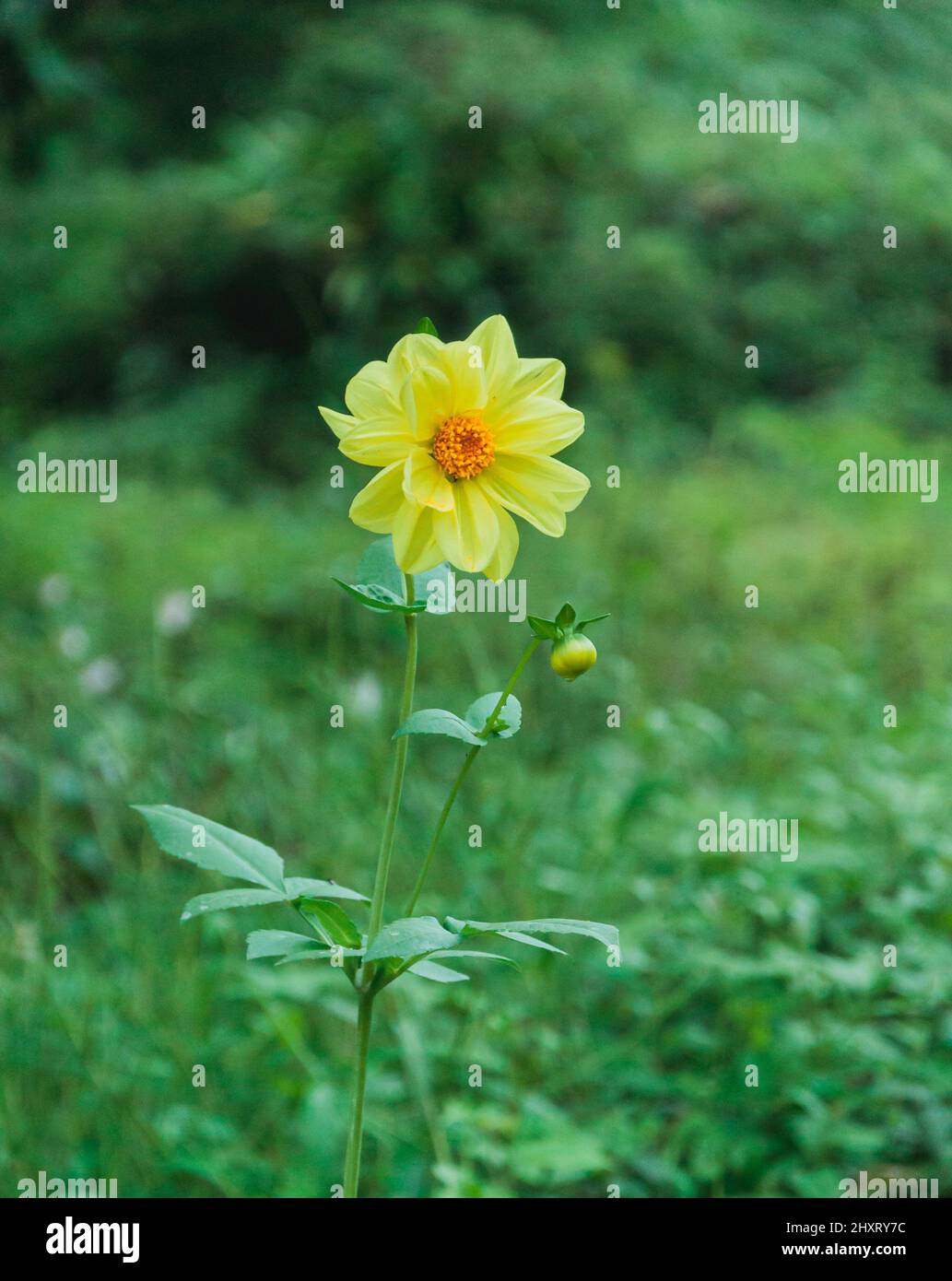 Photo of yellow flower with dew on green background Stock Photo - Alamy