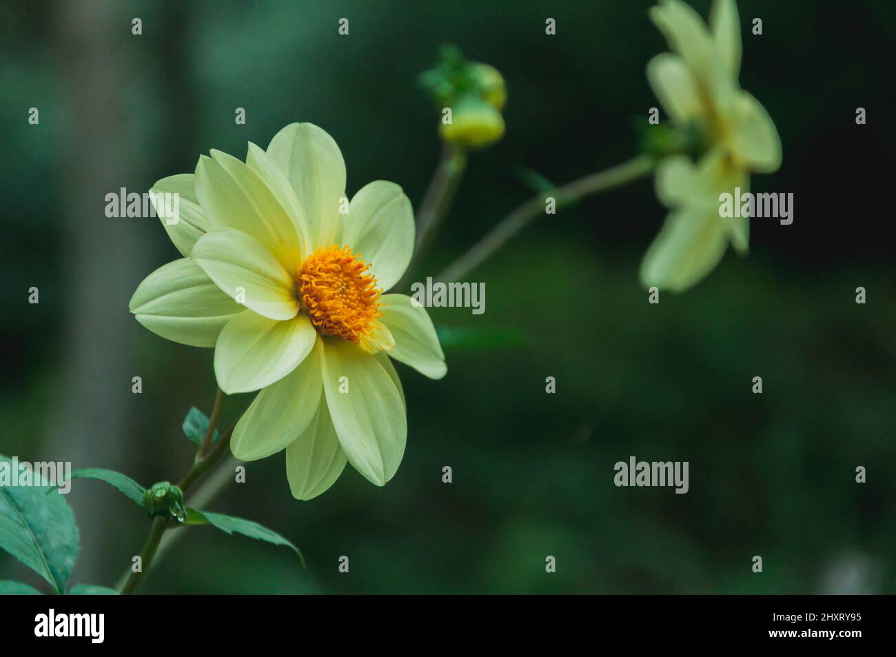 Photo of yellow flower with dew on green background Stock Photo - Alamy