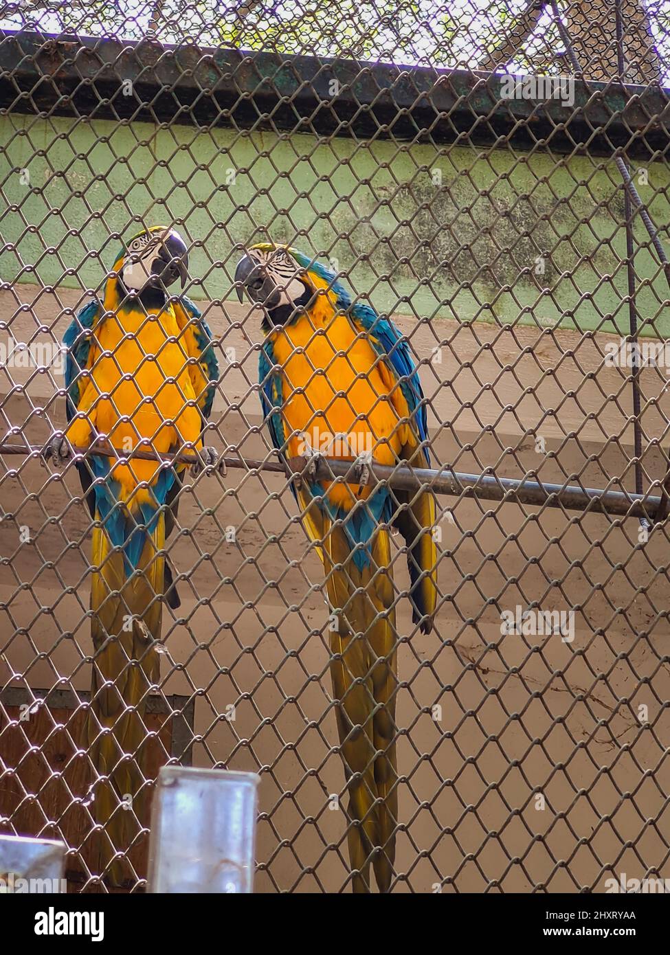Pair of colorful parrots inside a cage Stock Photo - Alamy