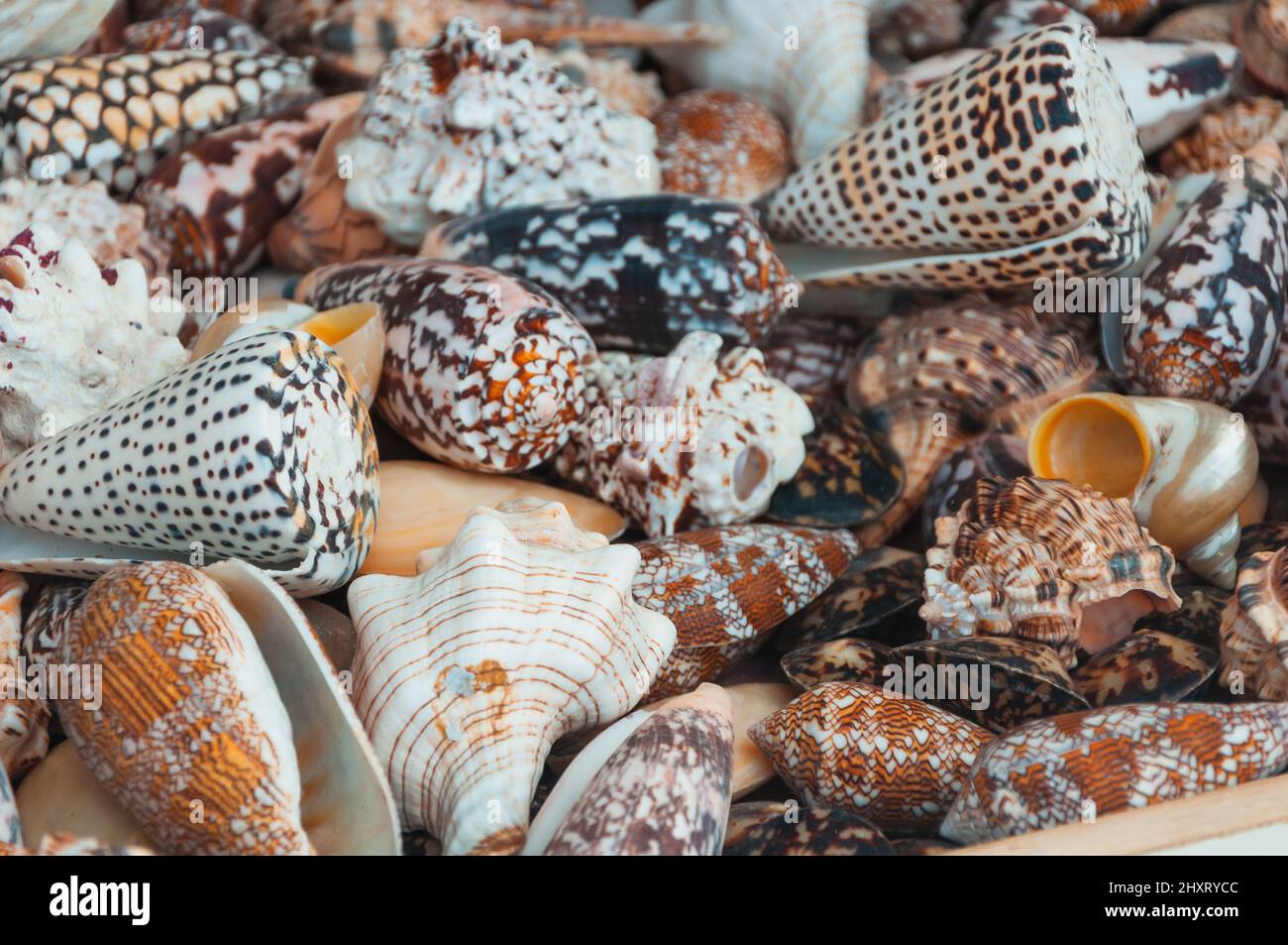 Closeup of seashells - perfect for background Stock Photo - Alamy