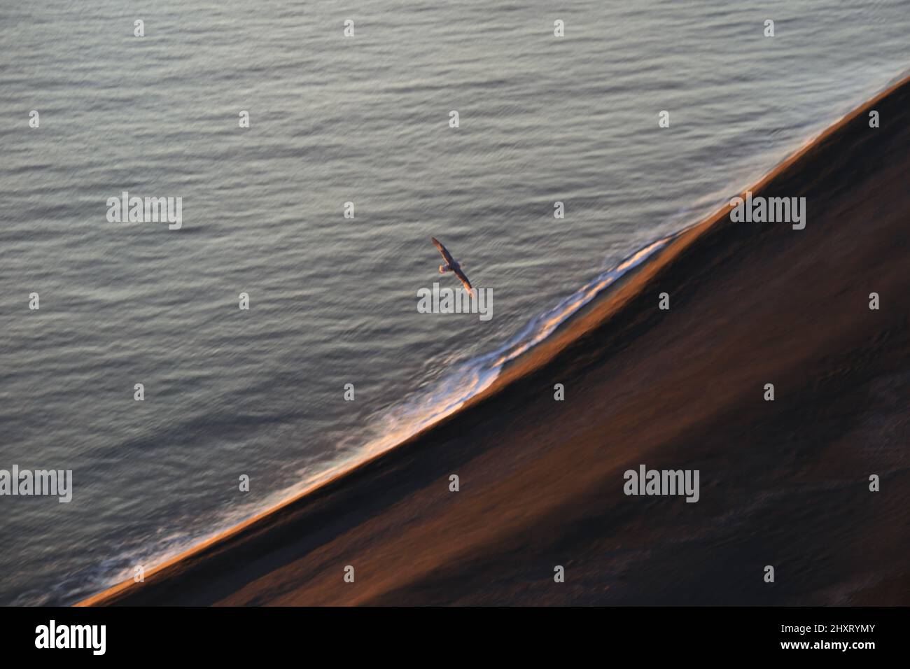 An aerial beautiful scene of a flying bird over the beach by the sea ...