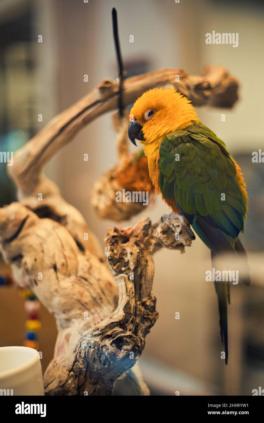 Selective of a Jenday Conure Parrot Stock Photo - Alamy