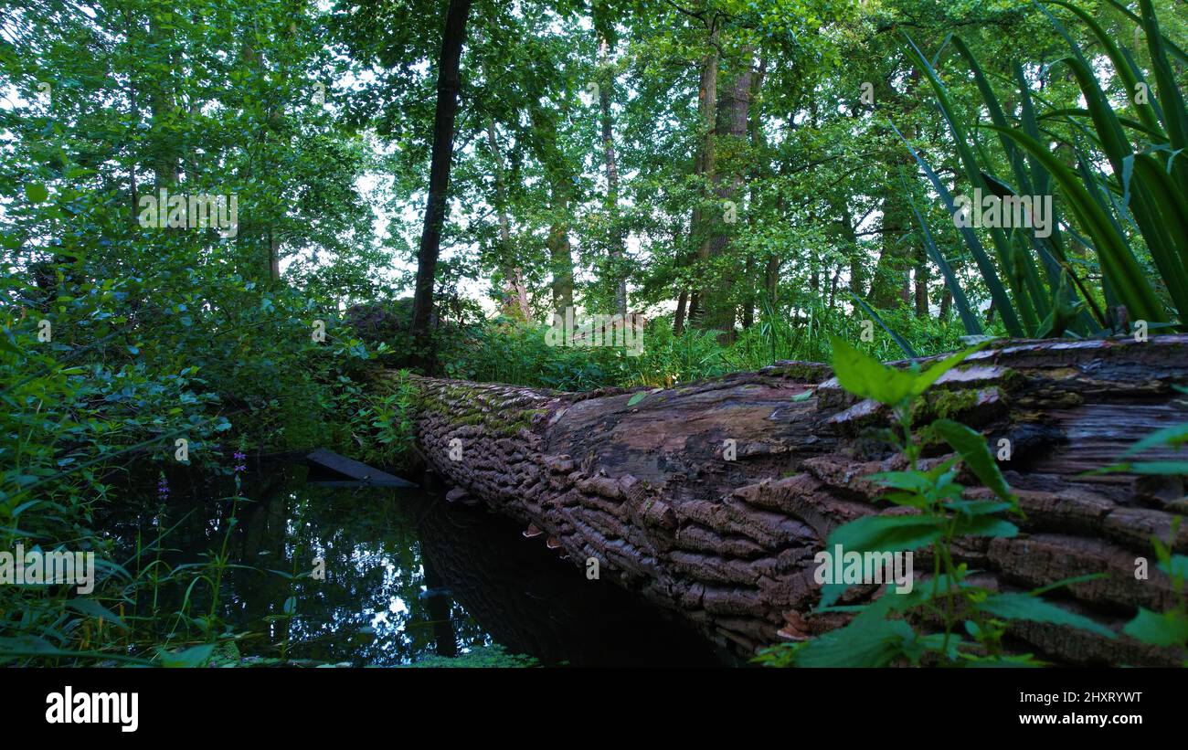 Beautiful landscape of a creek flowing through green plants and trees ...