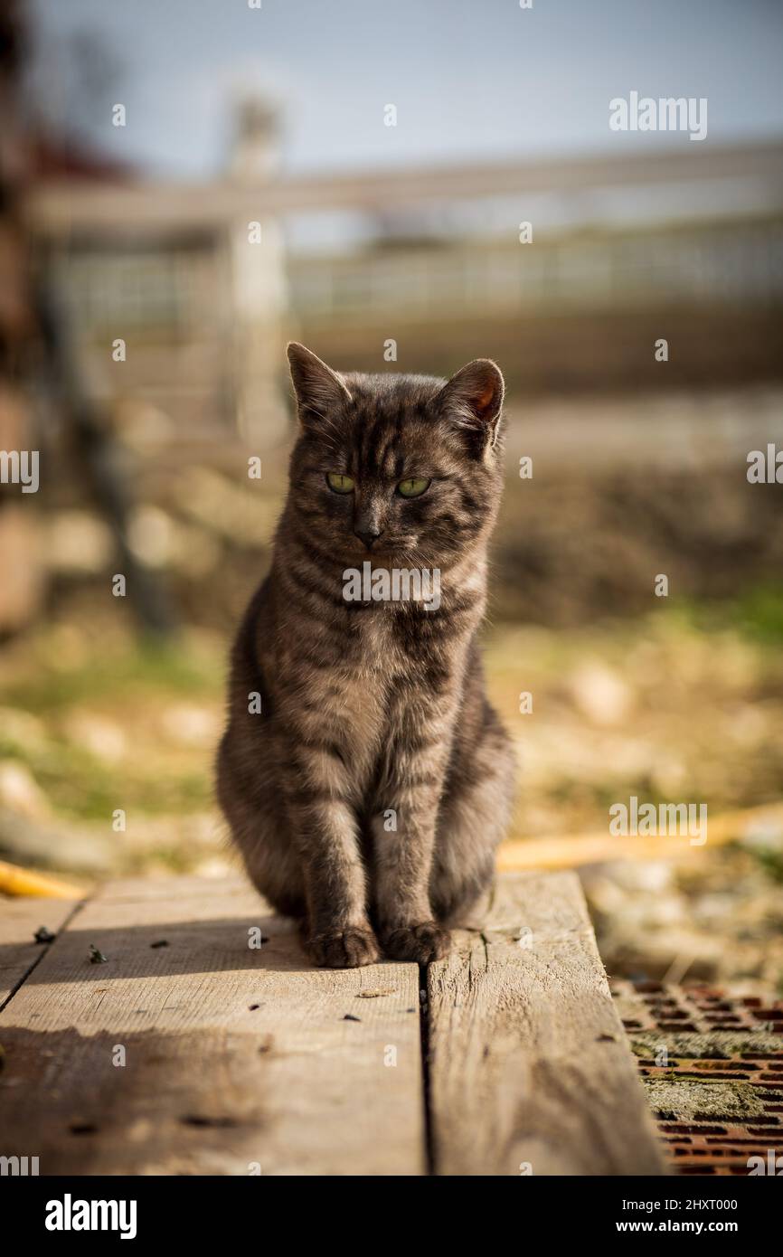 Small angry cat looking my Stock Photo - Alamy