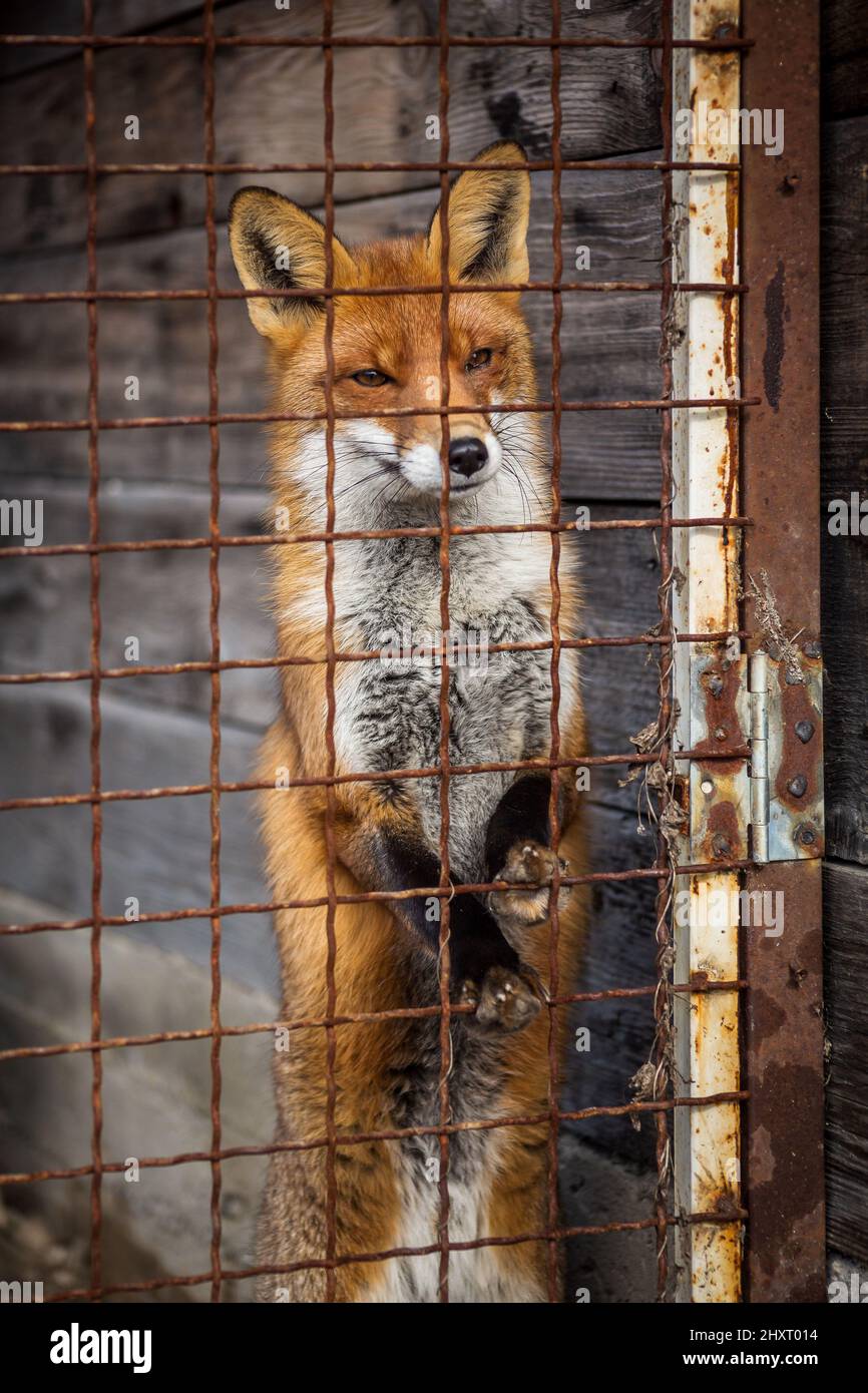 Sad fox in captivity Stock Photo - Alamy