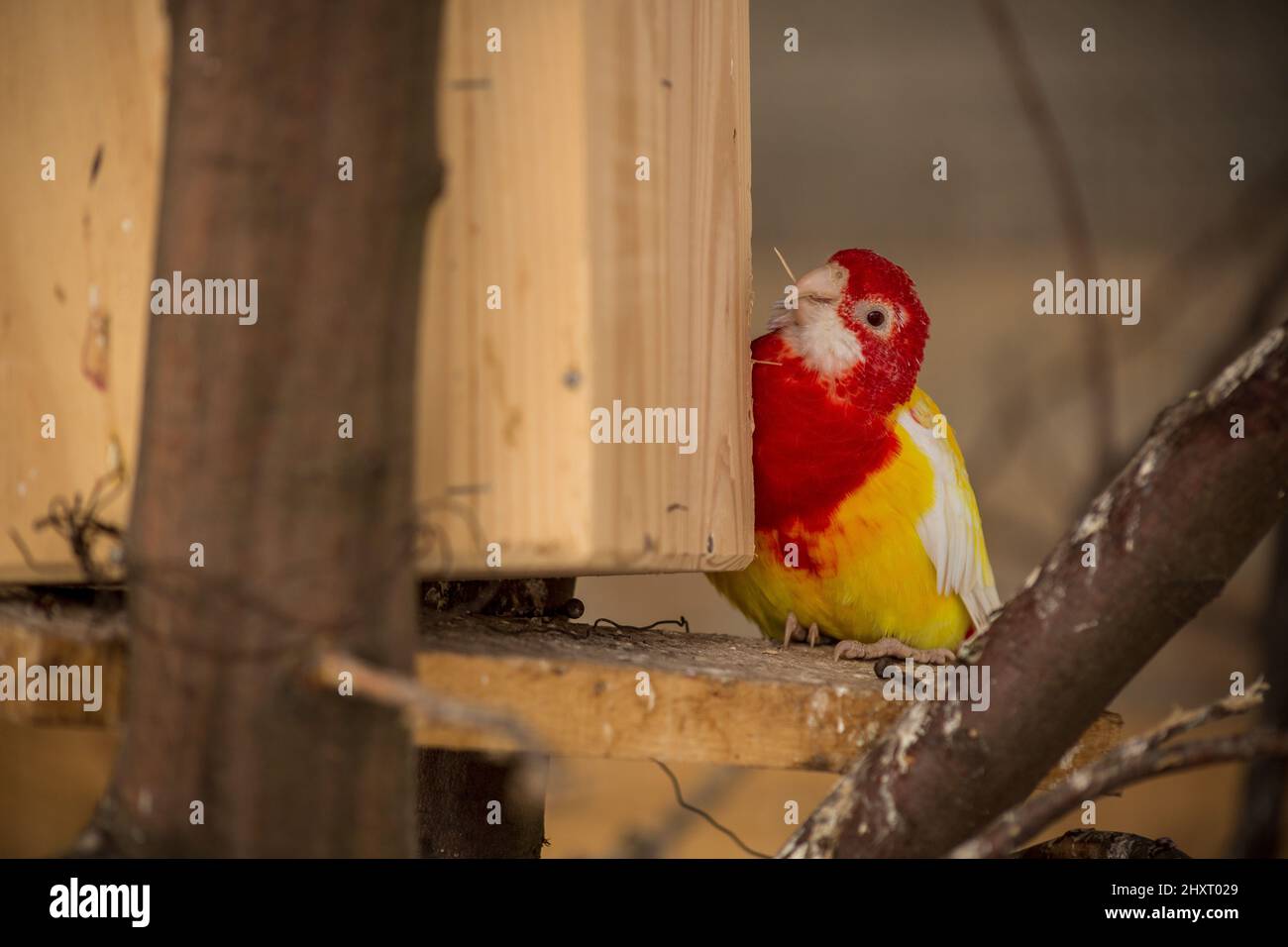 Roselle parrot biting Stock Photo - Alamy