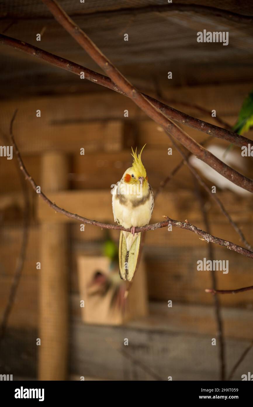Cockatiel at a branch Stock Photo - Alamy