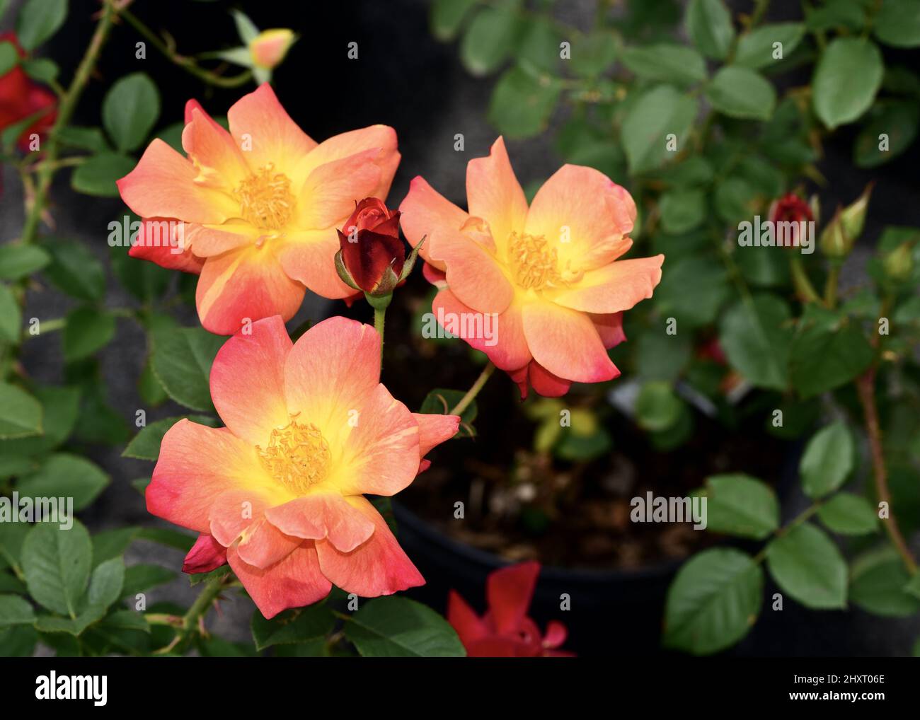 Close-up shot of a 'Joseph's coat' climbing rose Stock Photo - Alamy