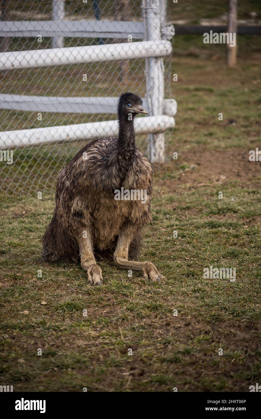 Emu bird sitting down Stock Photo - Alamy