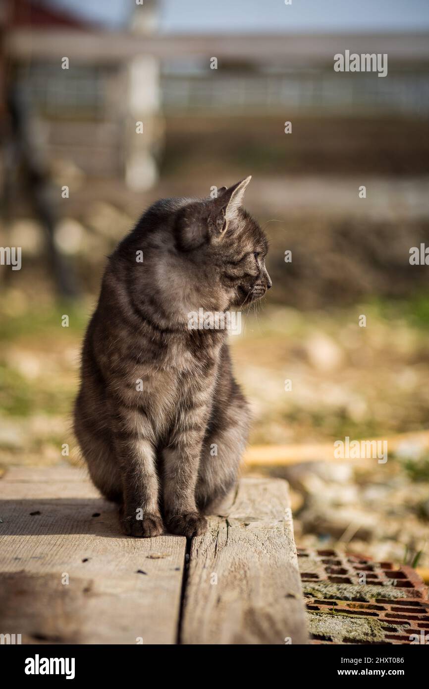 Angry cat looking away Stock Photo - Alamy