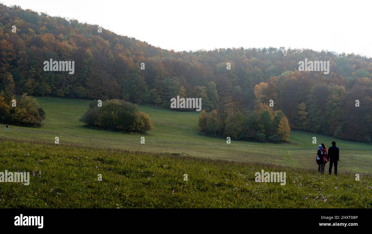 People in a field with autumn trees and green grass Stock Photo - Alamy