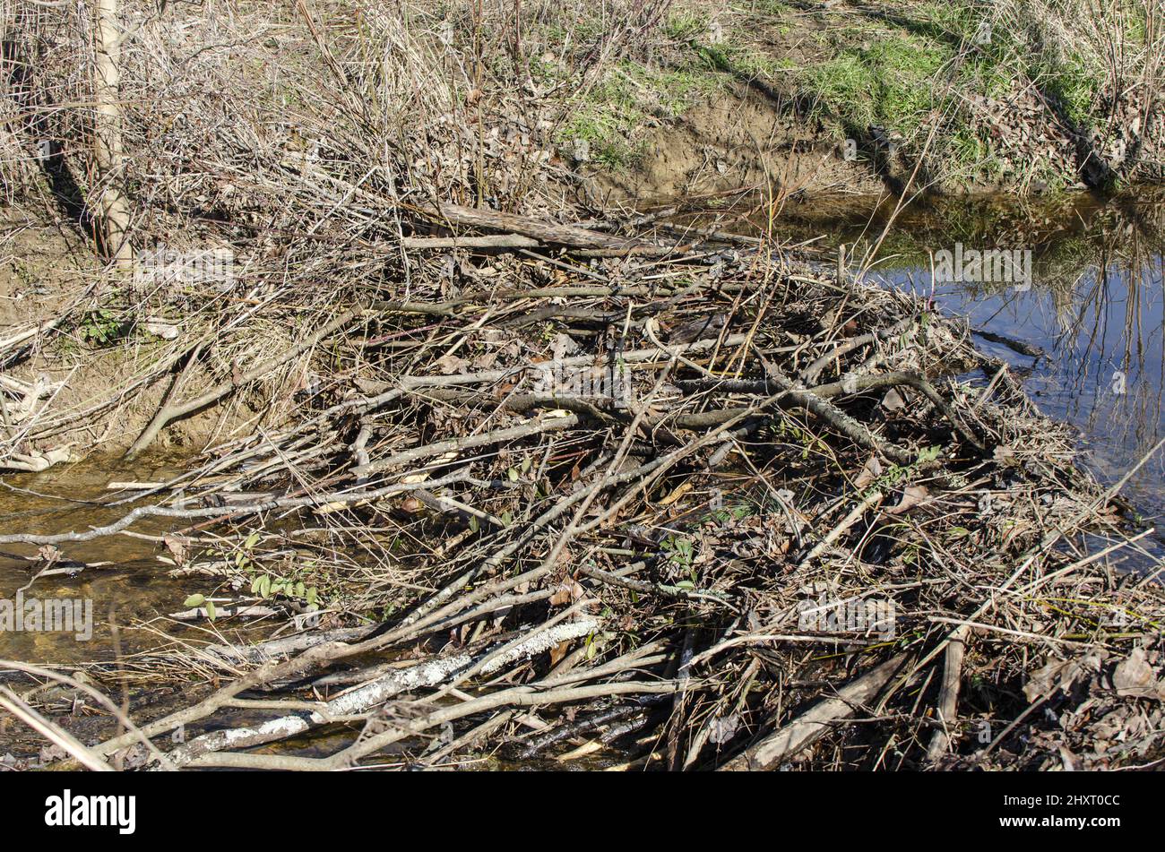 Beaver dam built in the river Stock Photo - Alamy