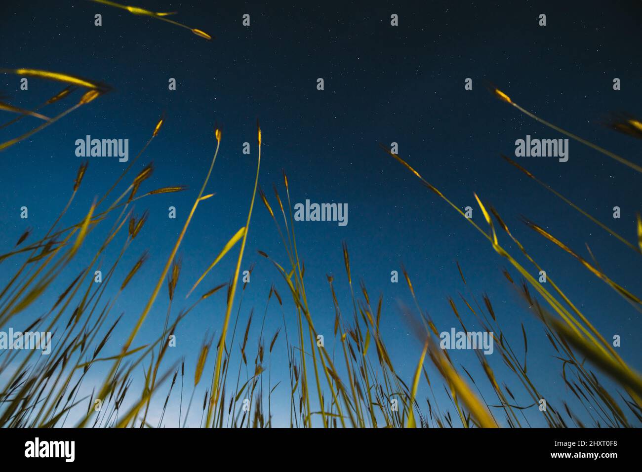 Night Starry Sky With Glowing Stars Above Countryside Landscape. Rural ...