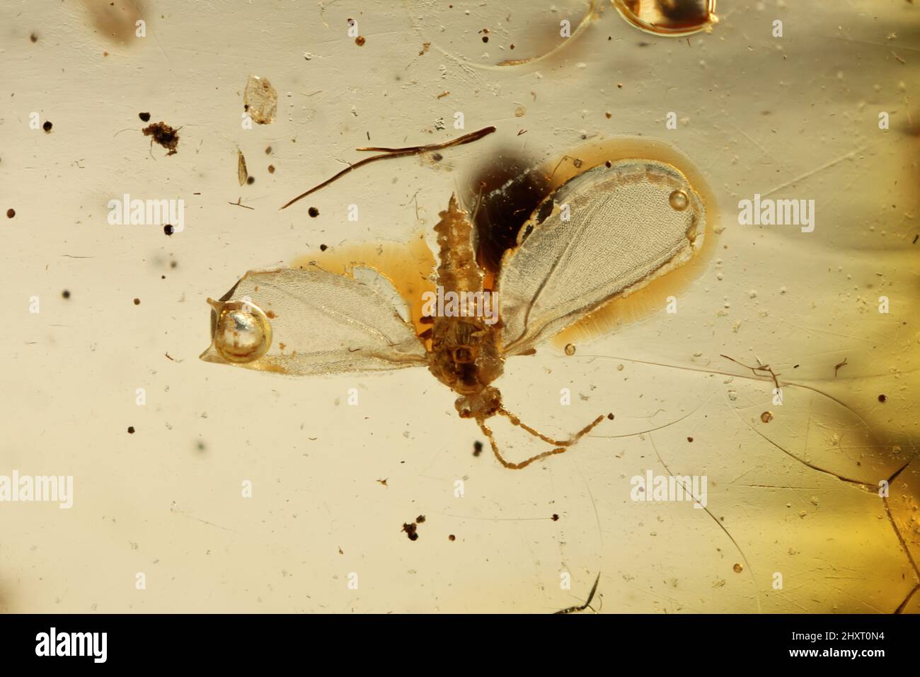 Aleyrodidae hi-res stock photography and images - Alamy