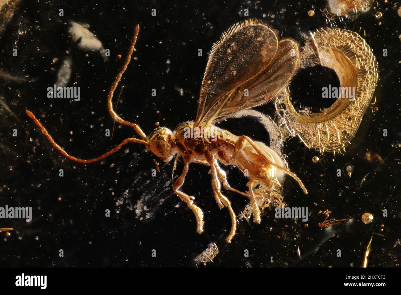 Fossil wasp hi-res stock photography and images - Alamy