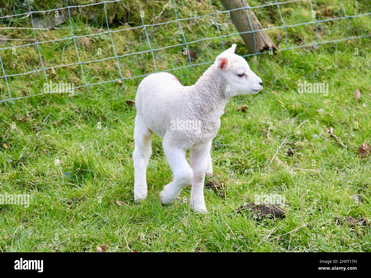 A cute little lamb in the farmers field Stock Photo - Alamy