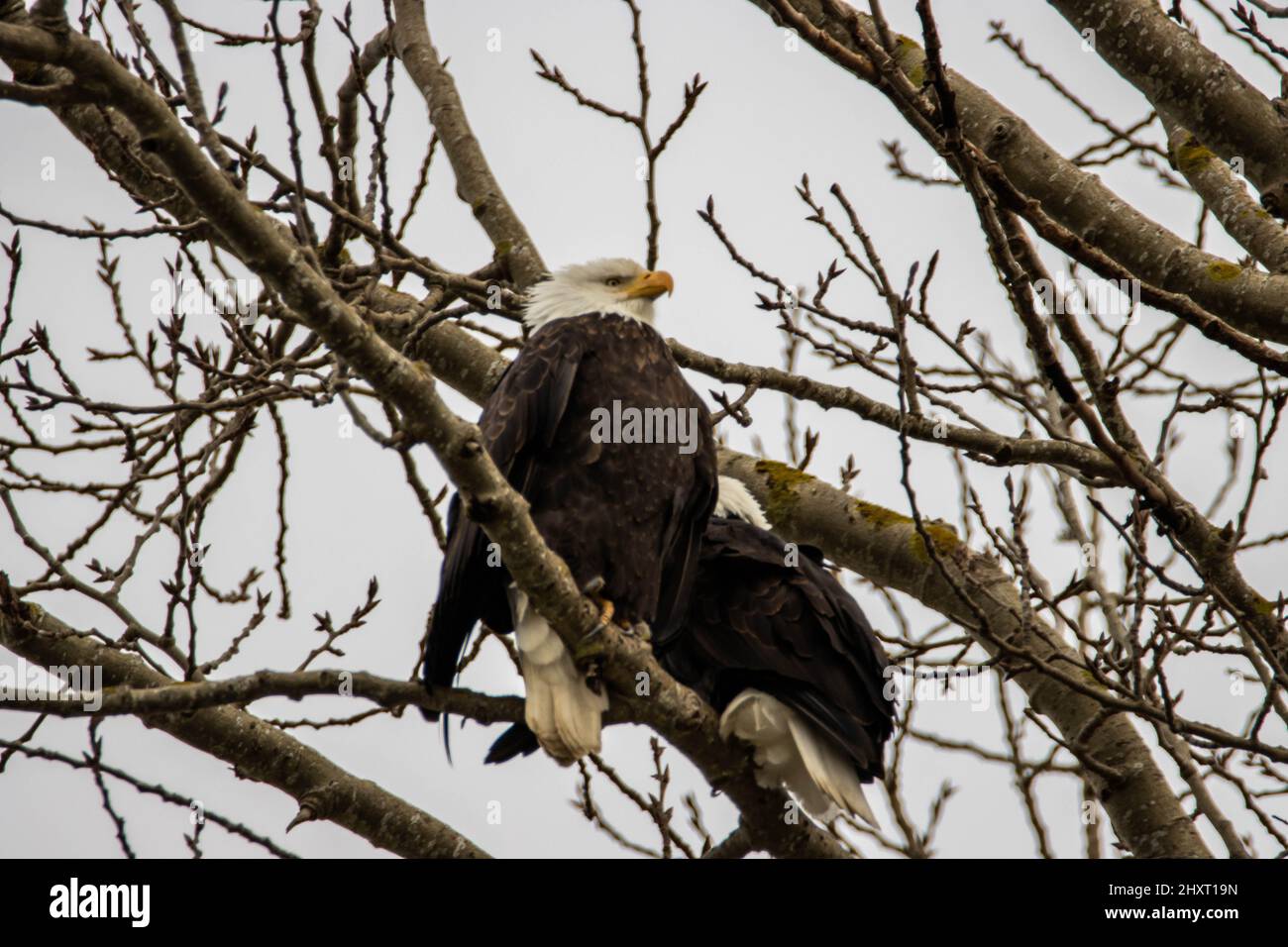 Eagles in the air hi-res stock photography and images - Alamy