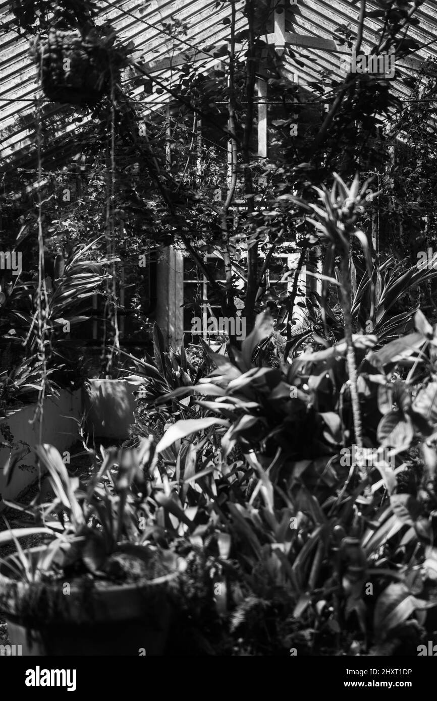 Grayscale shot of plants growing in the greenhouse in Pena Palace ...