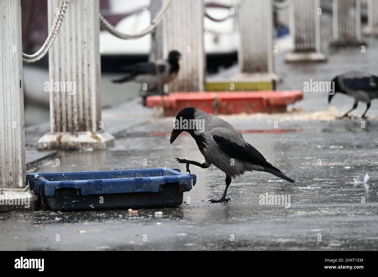 Adorable crow hi-res stock photography and images - Alamy