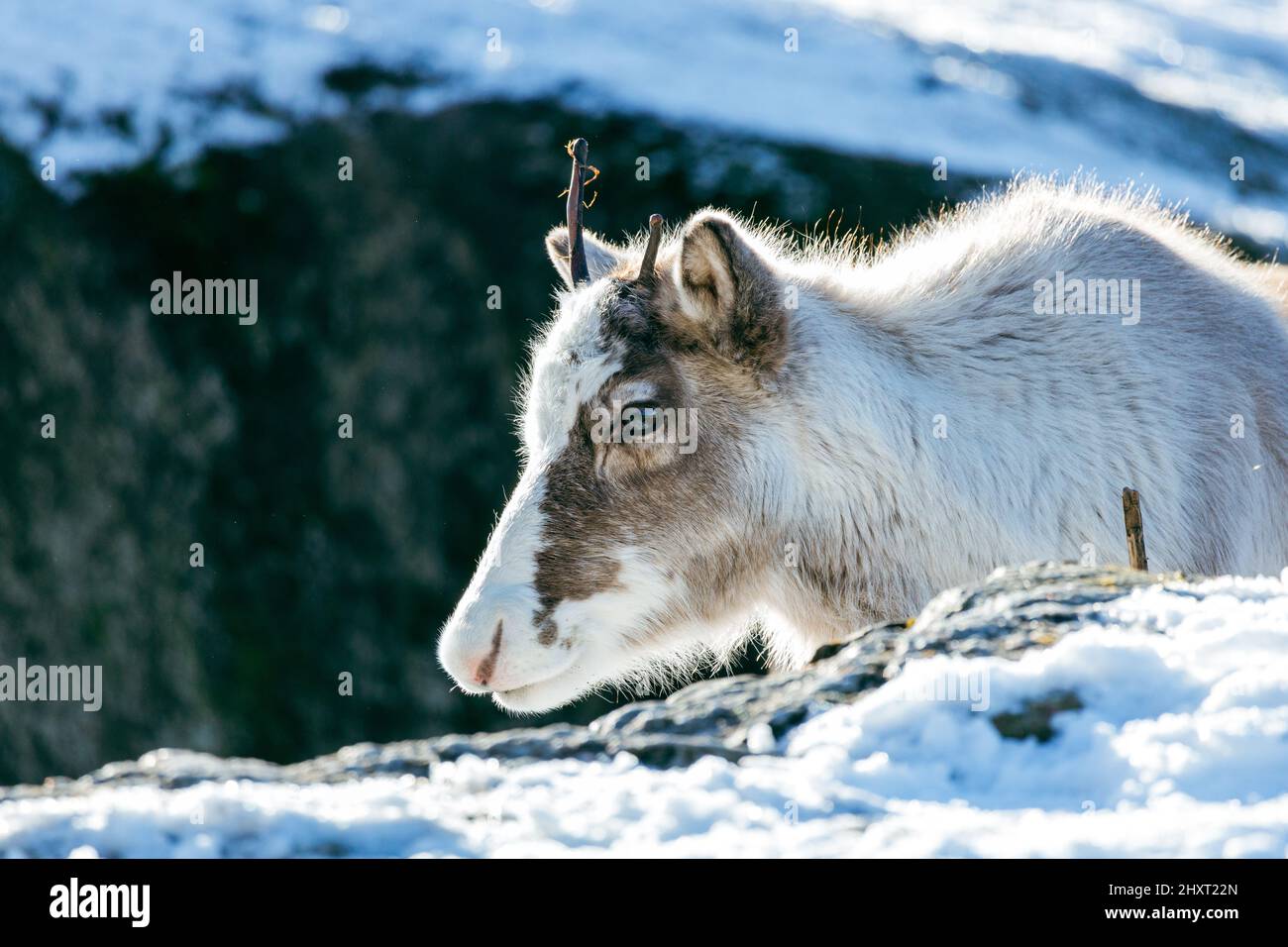 Closeup white baby reindeer hi-res stock photography and images - Alamy
