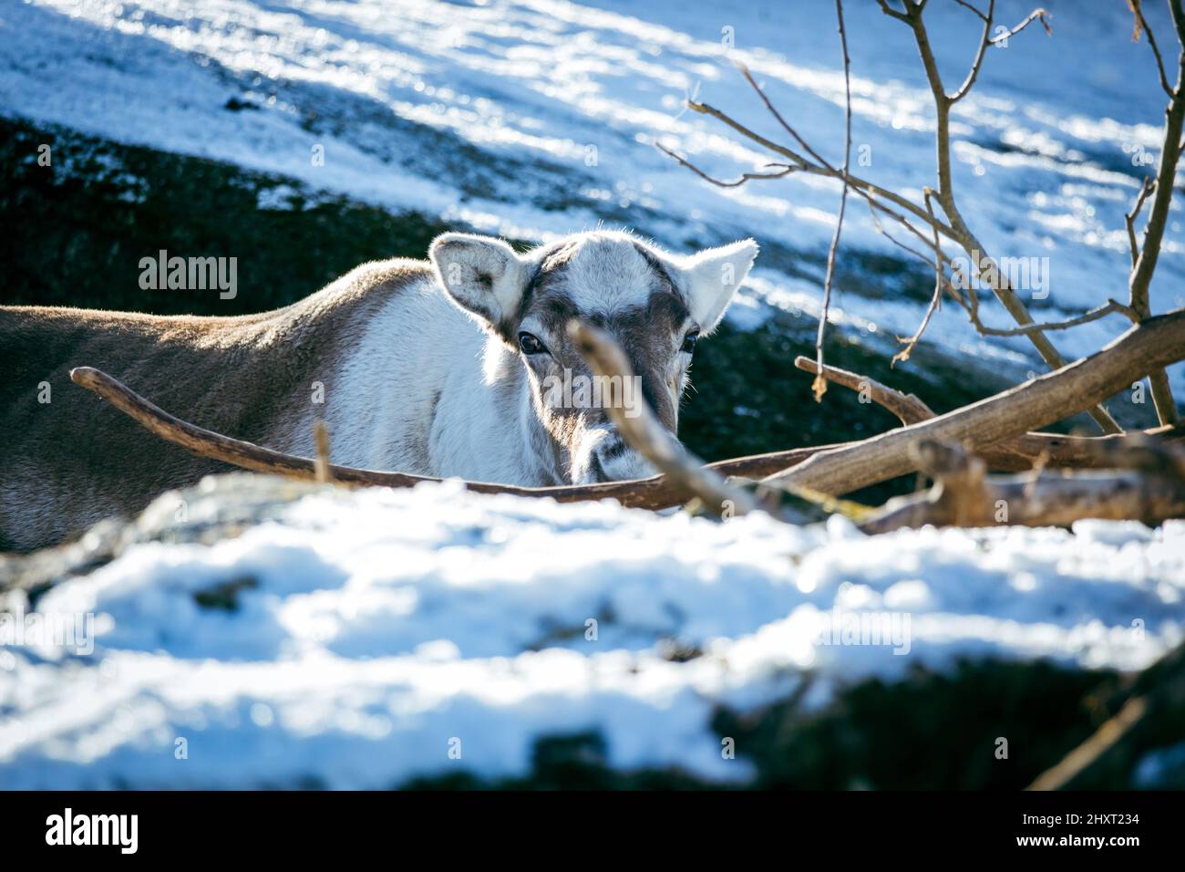 Cute baby reindeer in a field covered in snow next to tree branches ...