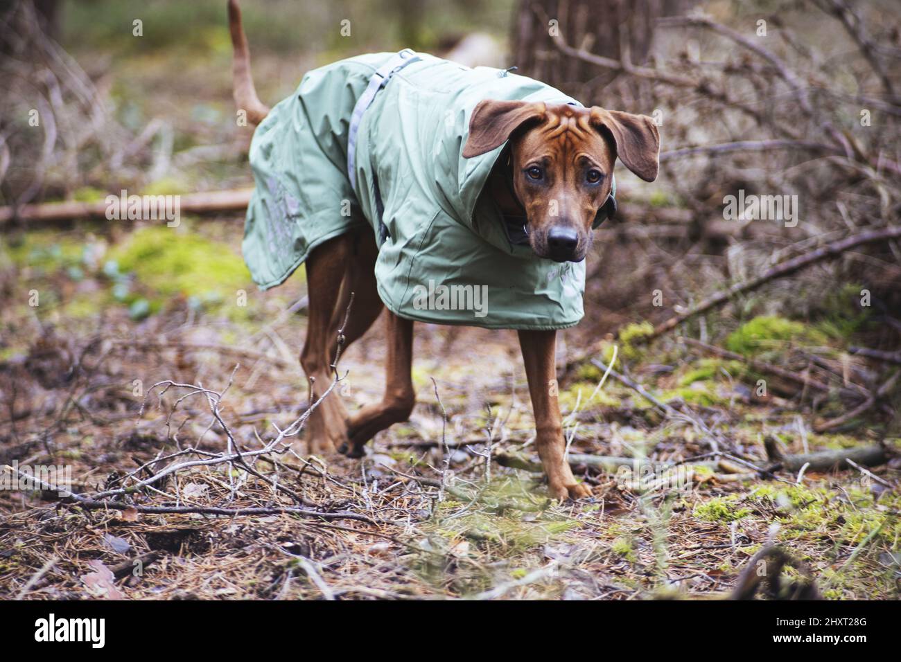 Closeup of a Rhodesian Ridgeback with a dress in the forest Stock Photo ...