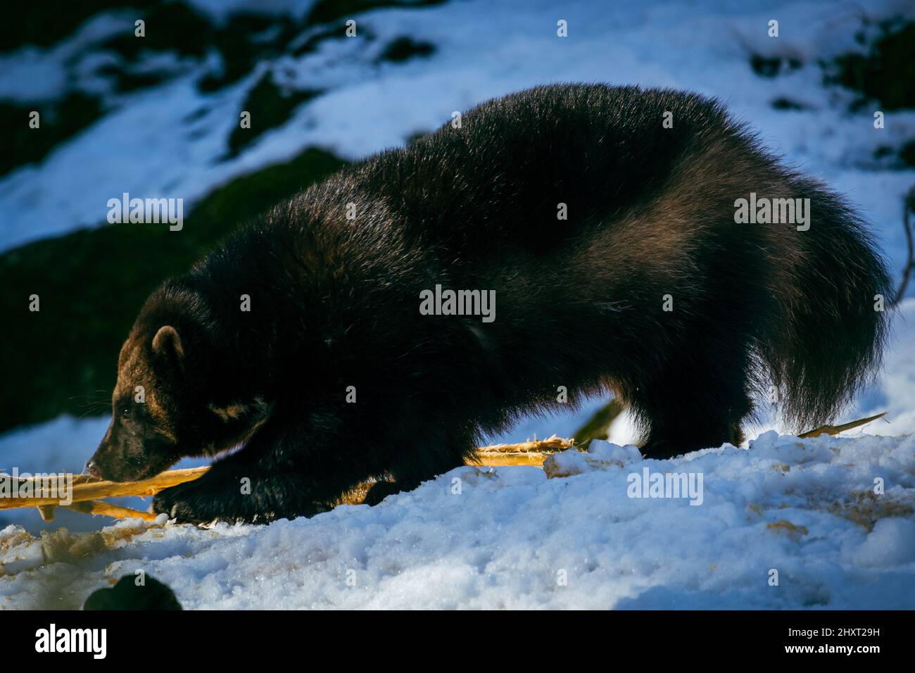 Wolverine in snow hi-res stock photography and images - Alamy