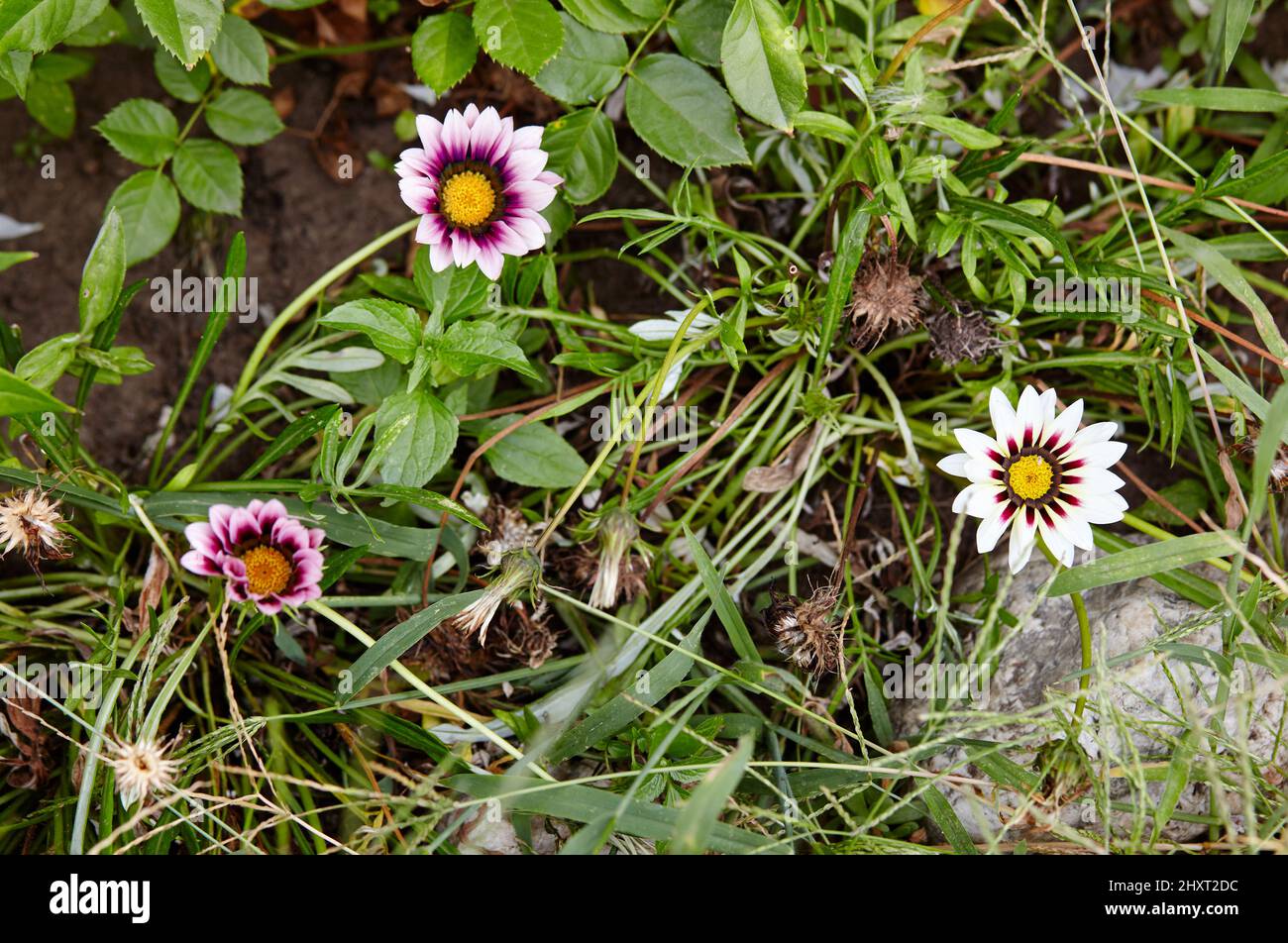 Gazania or Treasure flower in full bloom against the leaves background ...