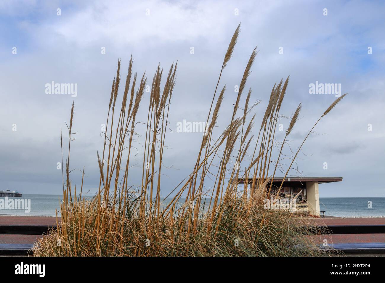 Tall pampas grass with flowering plumes by the seaside Stock Photo - Alamy