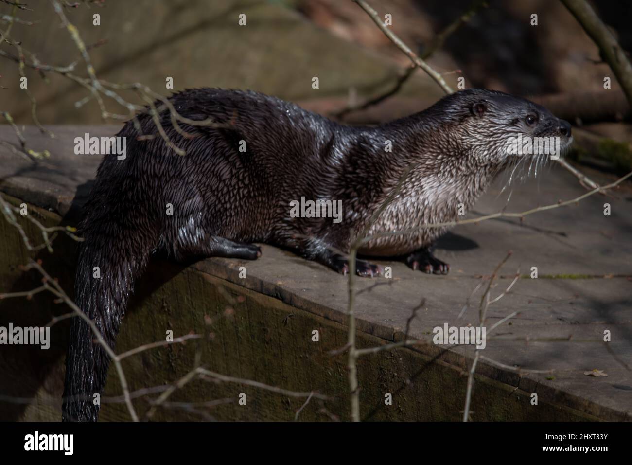 Closeup shot of the otter under the sunlight in Wildpark Bad ...