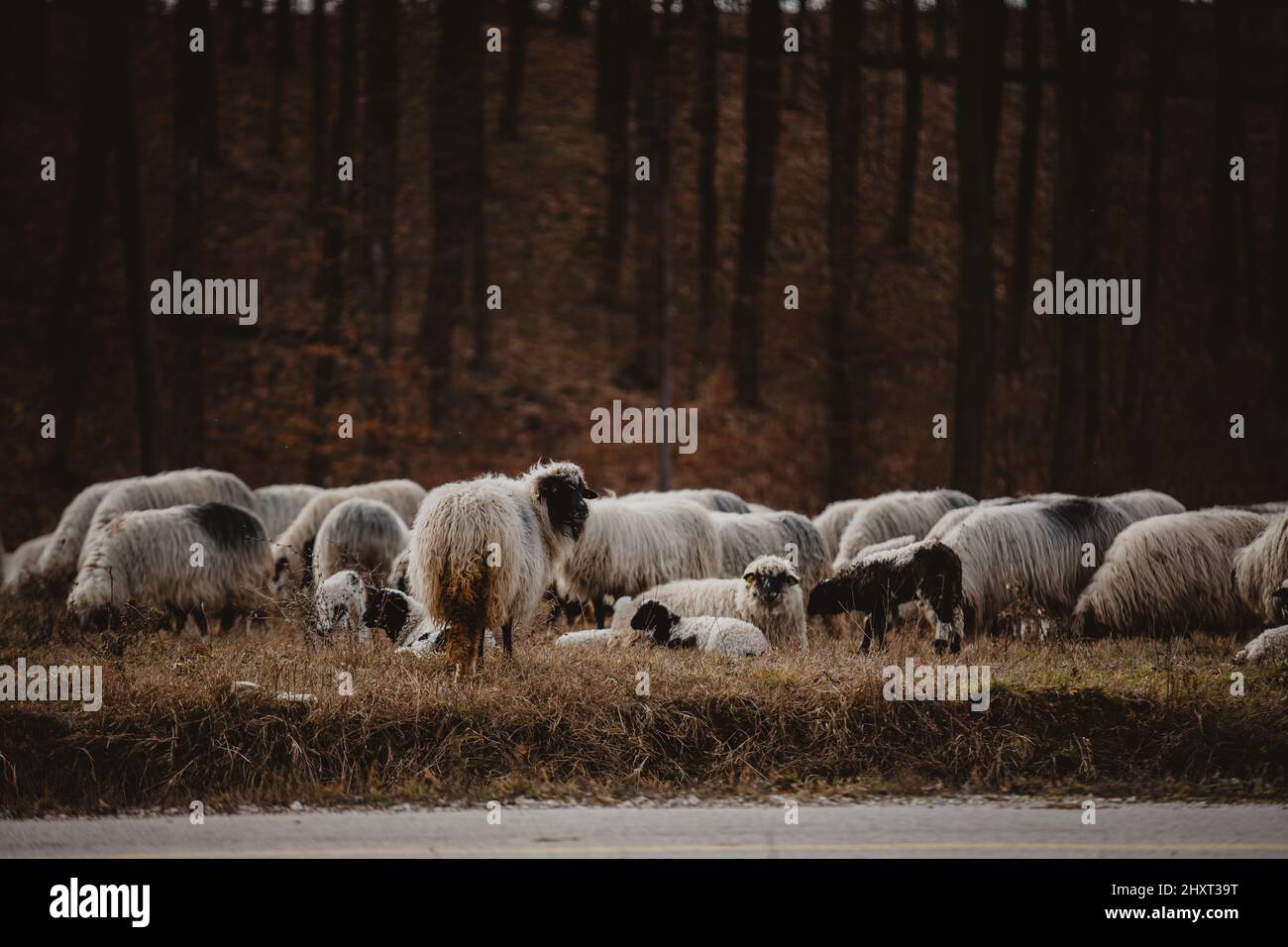 Beautiful view of many sheep in the forest at autumn Stock Photo - Alamy