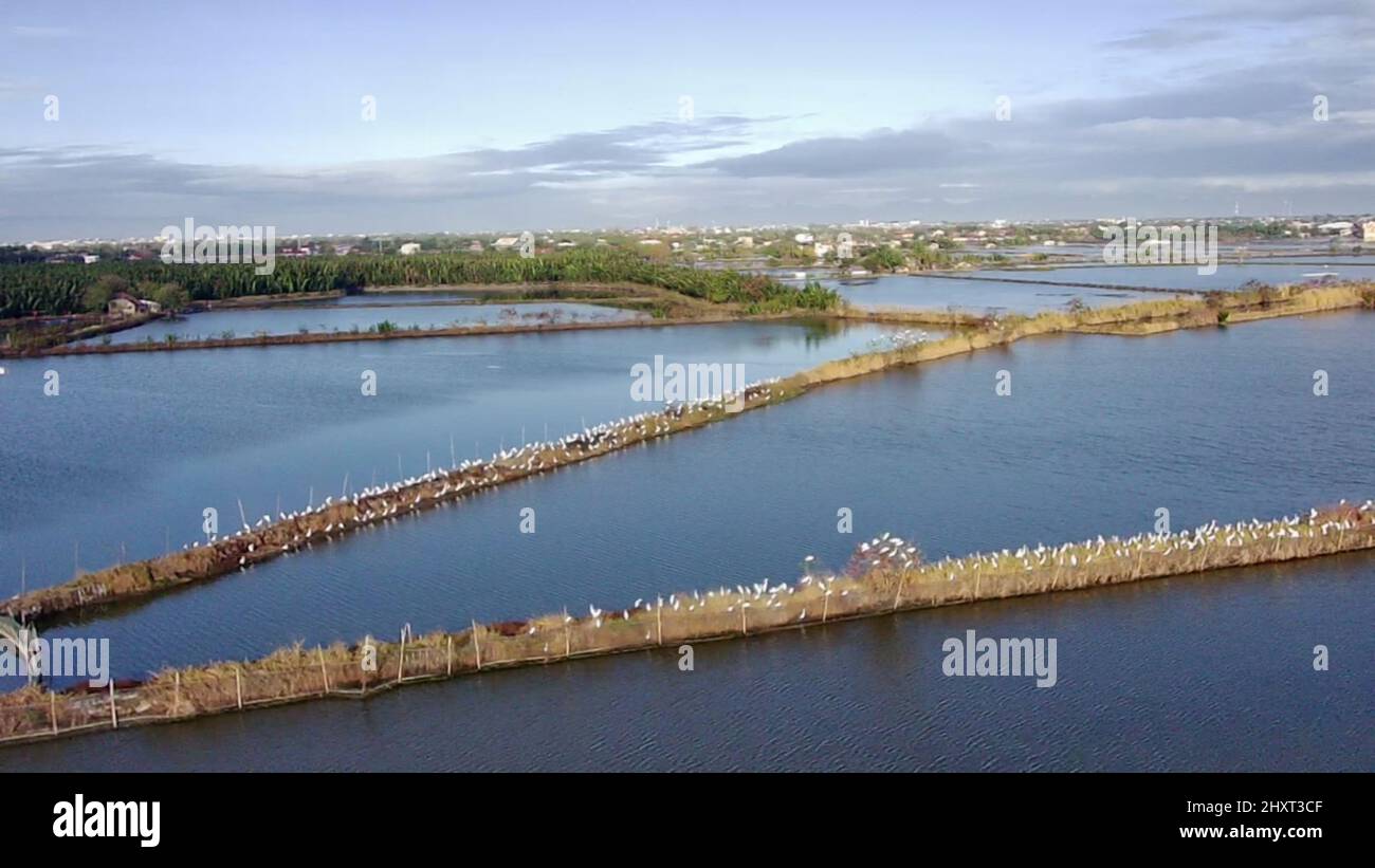 Bird's eye view of plantations on the water in Philippines Stock Photo ...
