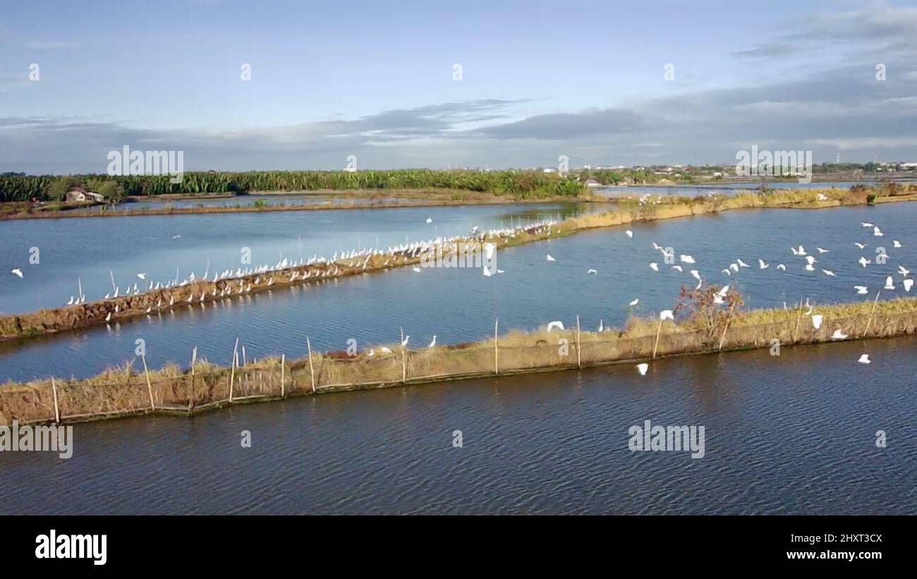 Bird's eye view of plantations on the water in Philippines Stock Photo ...