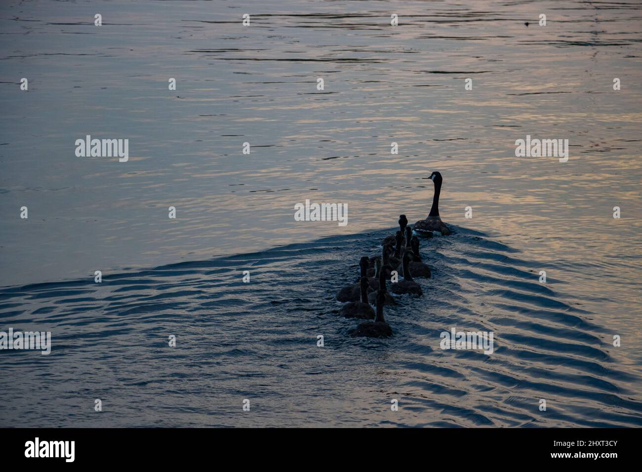 Group of geese swimming in the lake Stock Photo - Alamy