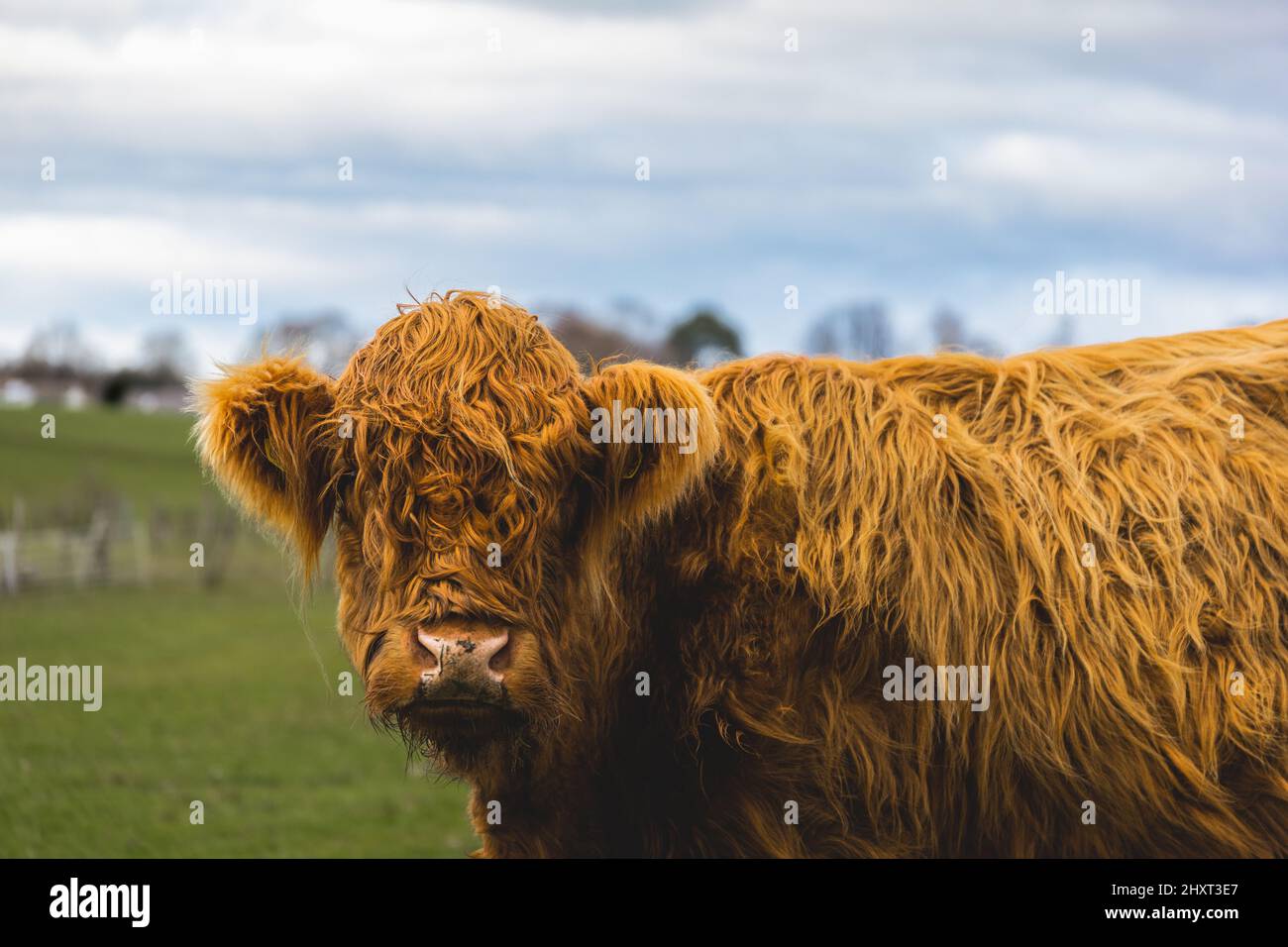 Highland brown cow with long hair Stock Photo - Alamy