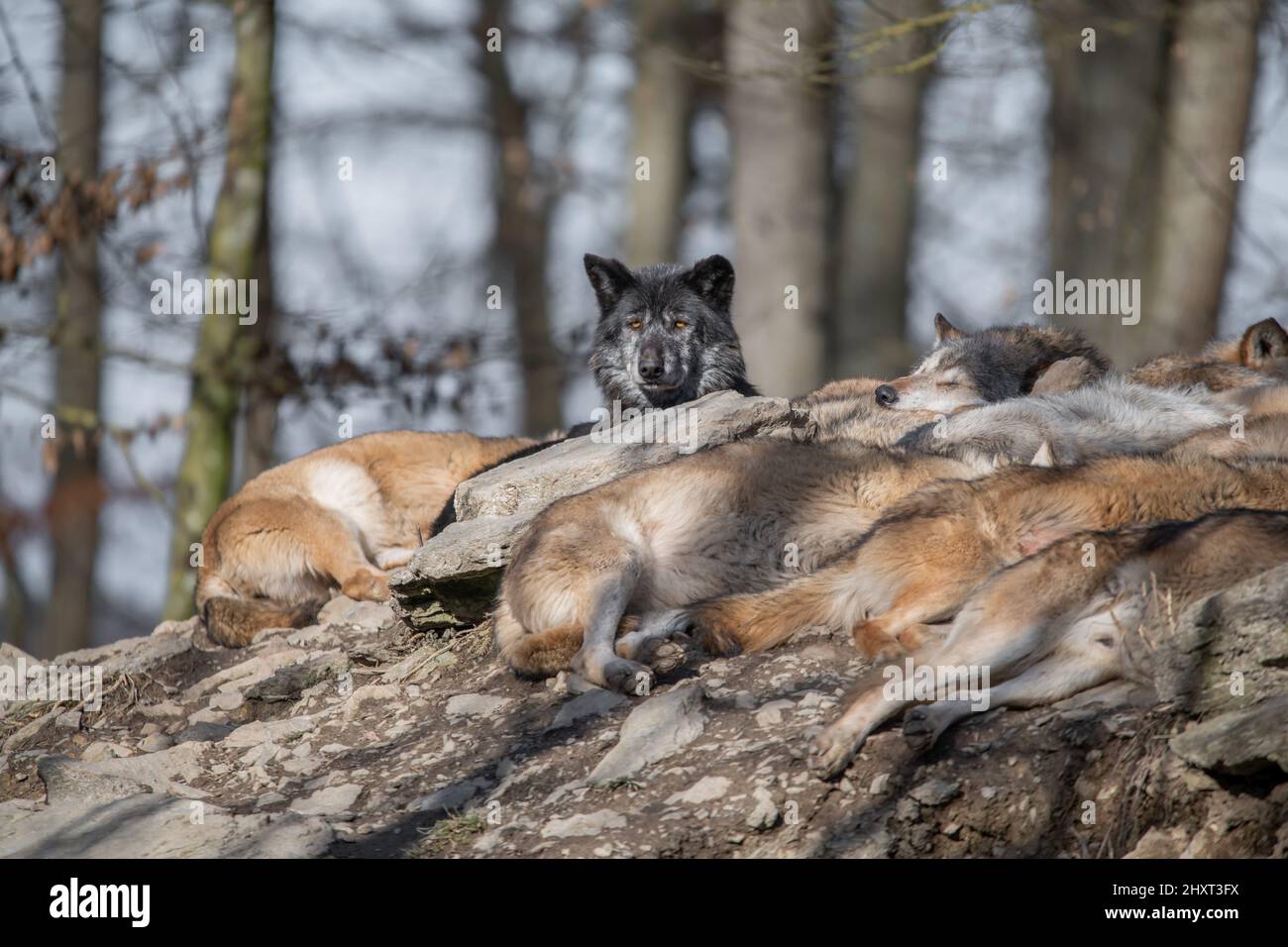 Wild wolves in the woods in Bavaria, Germany Stock Photo - Alamy