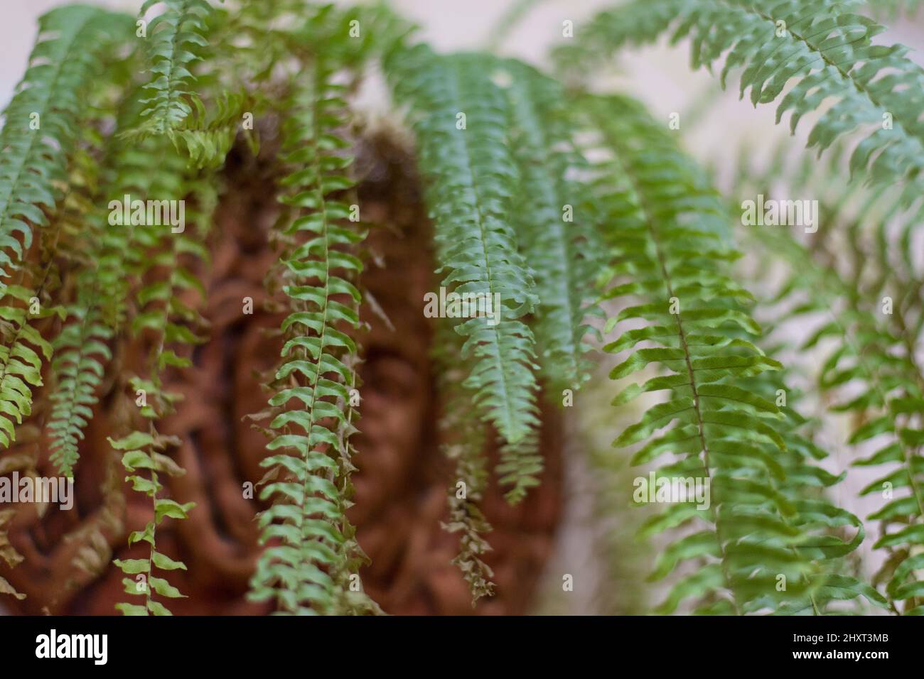 Green hanging leaves of fern Stock Photo - Alamy