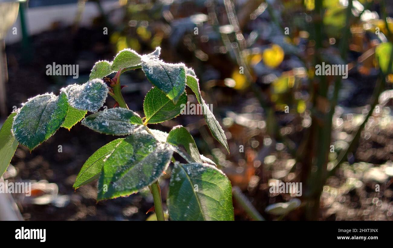 Closeup shot of frost covered rose leaves in a garden Stock Photo - Alamy