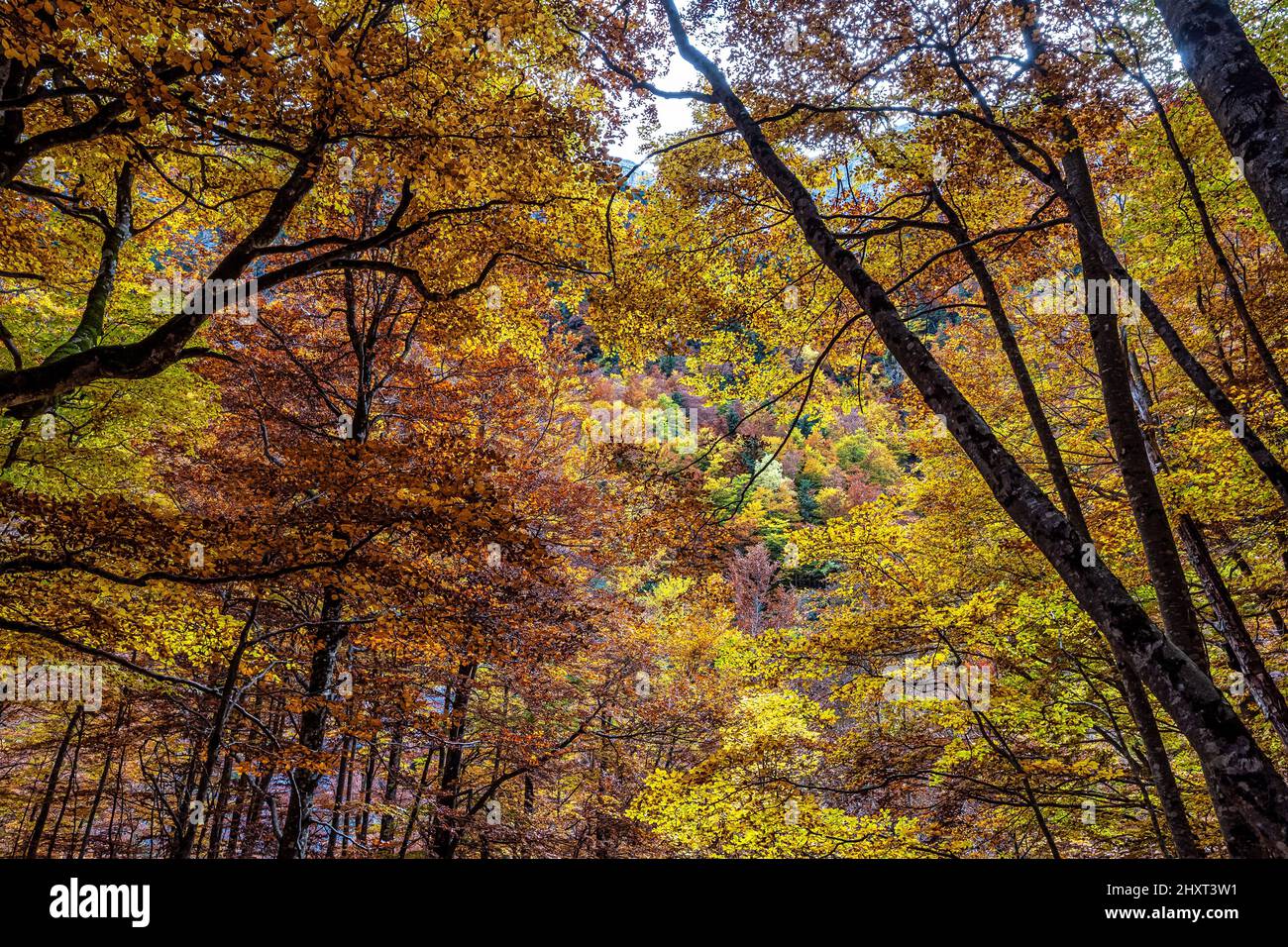 Colorful beech fall forest in Ordesa and Monte Perdido National park ...