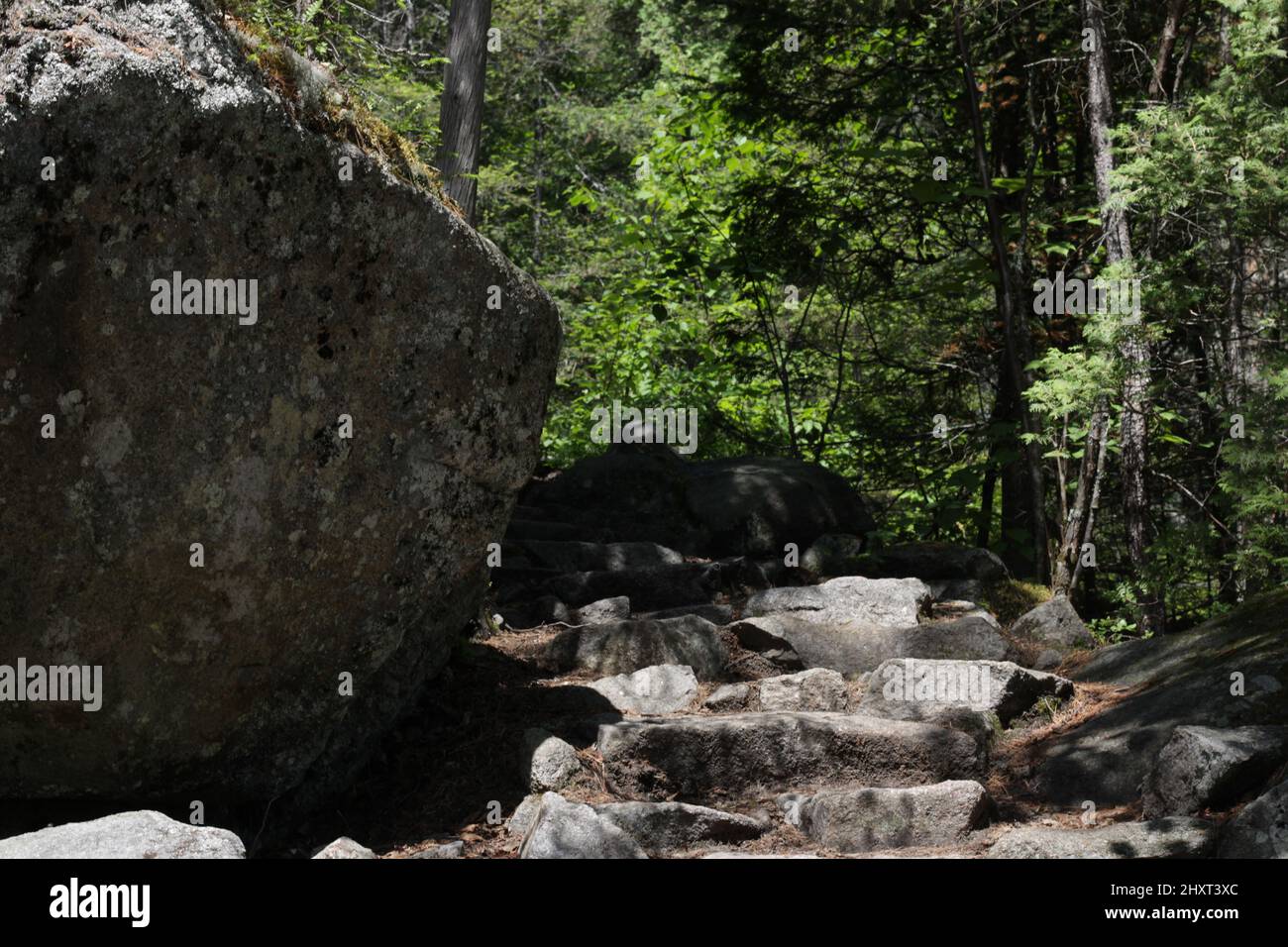 Rocky rugged pathway in the dense green forest under the sunbeams Stock ...
