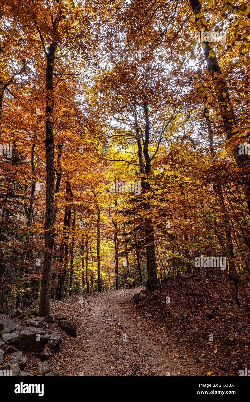 Colorful beech fall forest in Ordesa and Monte Perdido National park ...